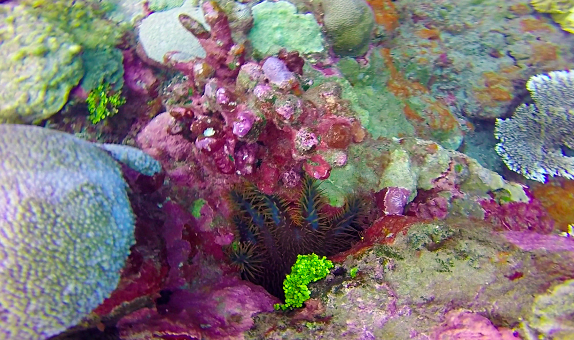 Sweet Samoan Rain | Our World – Underwater Scholarship Society™