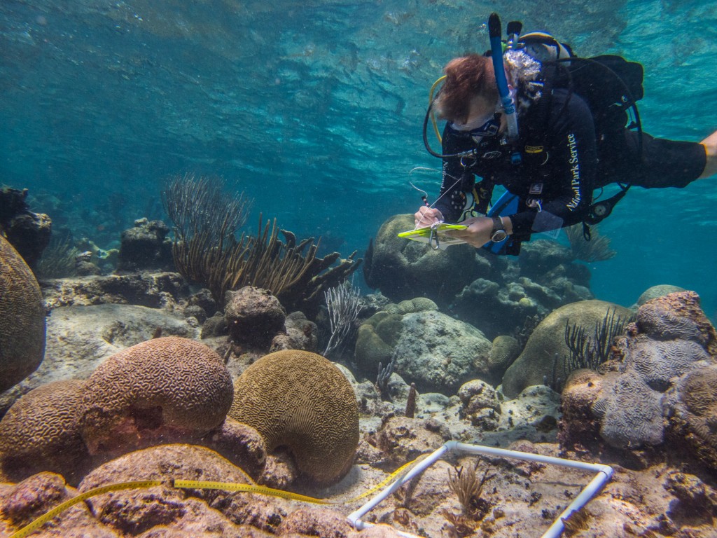St. Croix – Buck Island Reef National Monument | Our World – Underwater ...