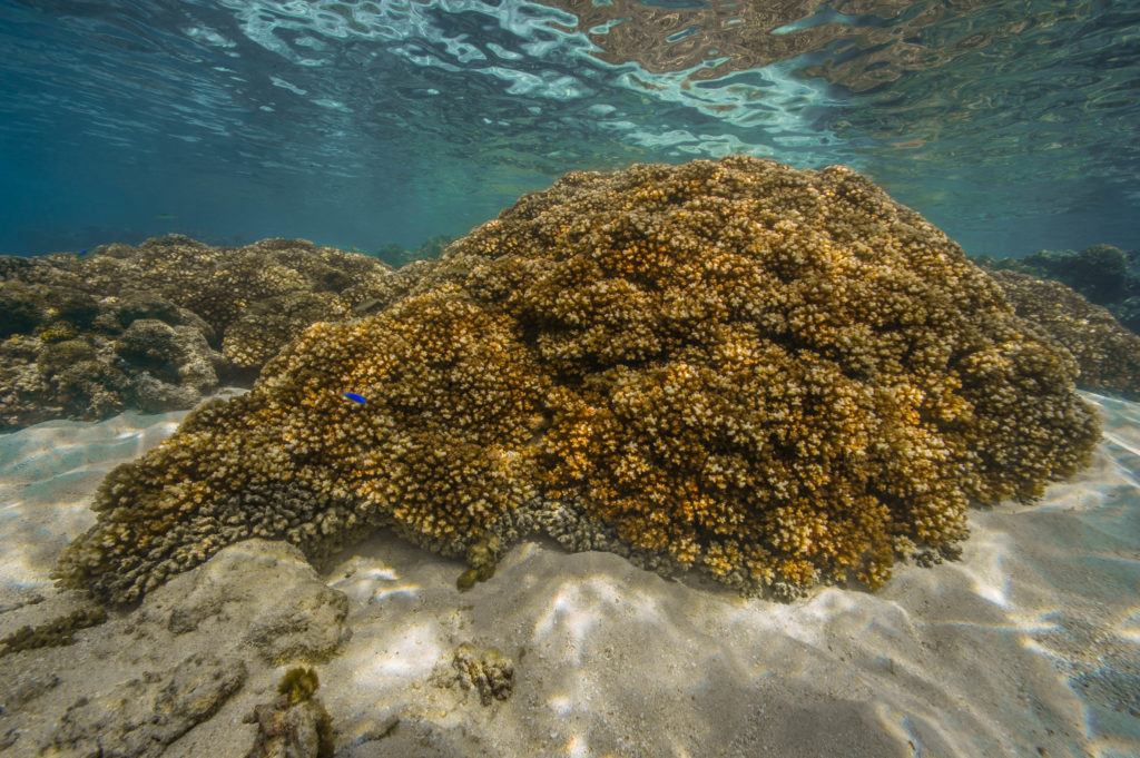 Discovering the Heat-Resistant Reefs of Ofu Island at the National Park ...