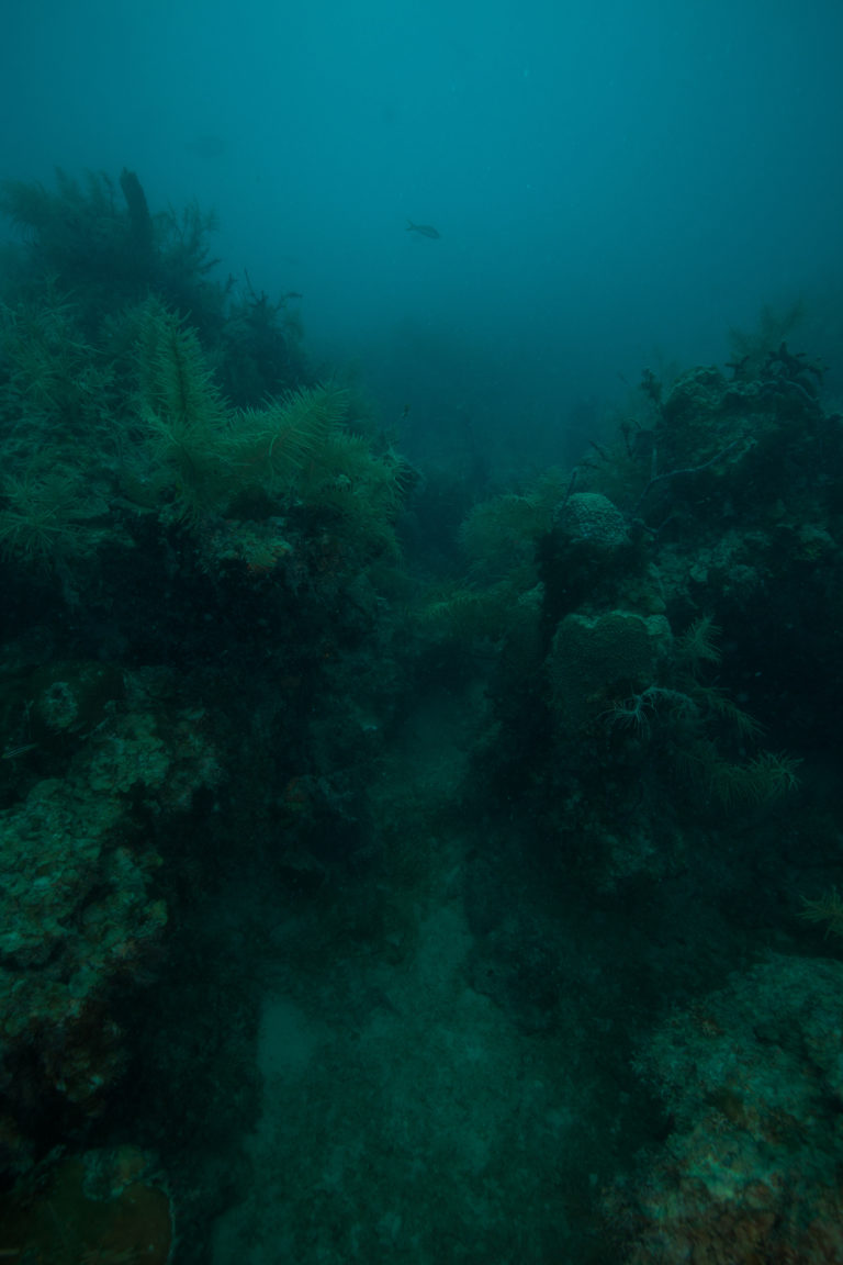 Dry Tortugas National Park – Monitoring Coral Reefs around the Largest ...
