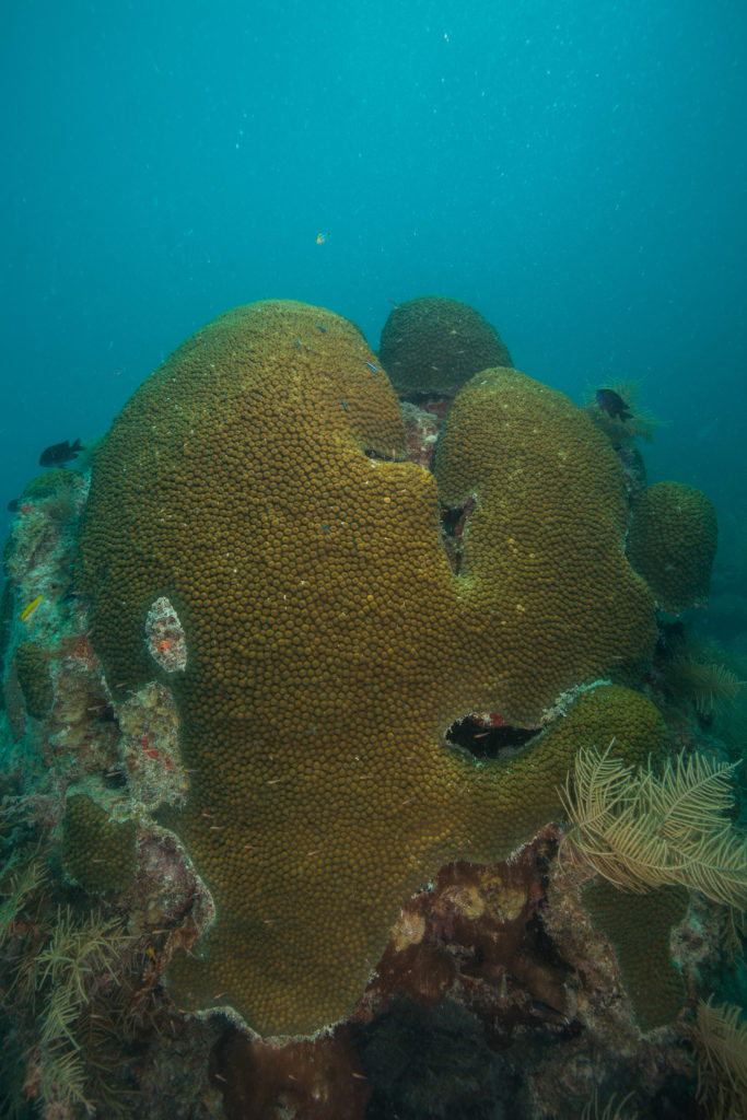 Dry Tortugas National Park – Monitoring Coral Reefs around the Largest ...