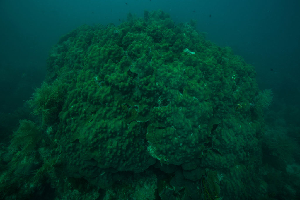 Dry Tortugas National Park – Monitoring Coral Reefs around the Largest ...