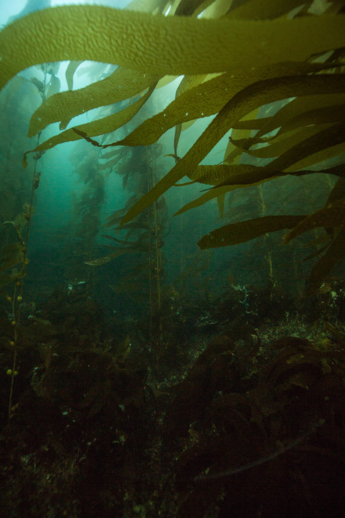Exploring Submerged Forests at Channel Islands National Park | Our ...