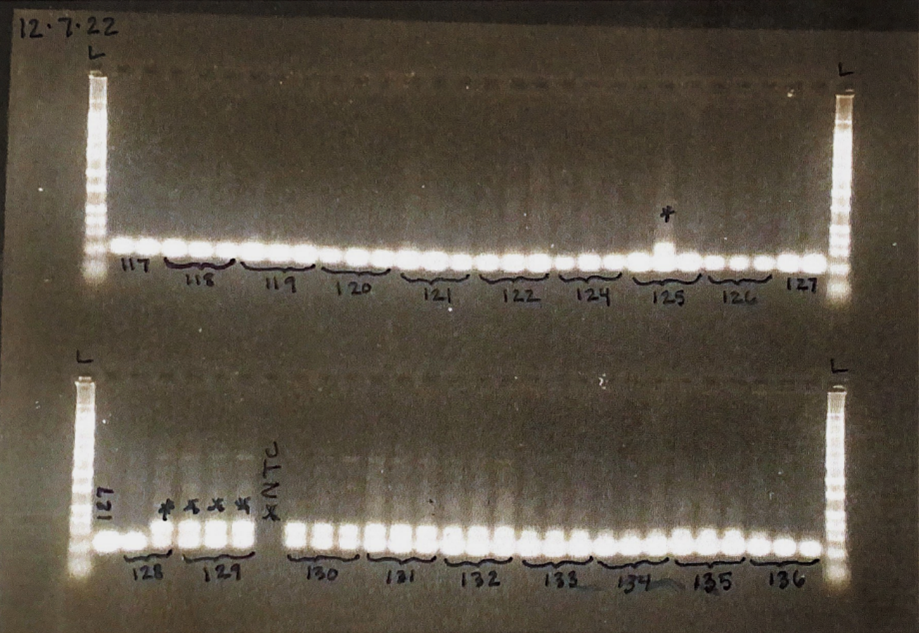 PCR, Gels, and Qubit®, oh my! | Our World – Underwater Scholarship Society®
