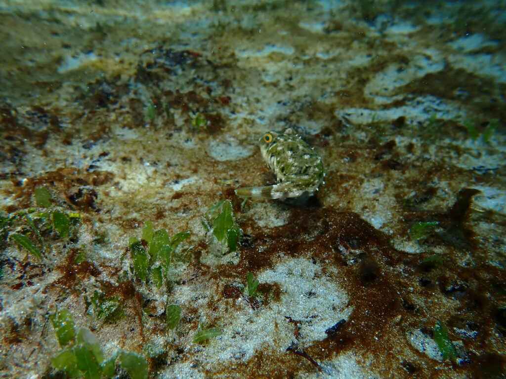 So Many Fish, So Little Time | Our World – Underwater Scholarship Society™