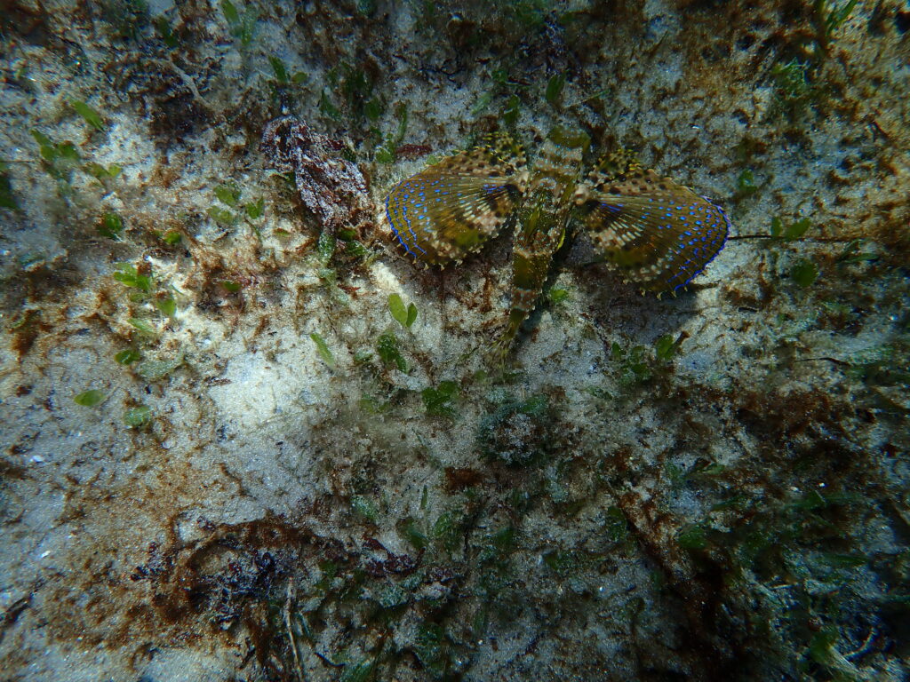 So Many Fish, So Little Time | Our World – Underwater Scholarship Society®