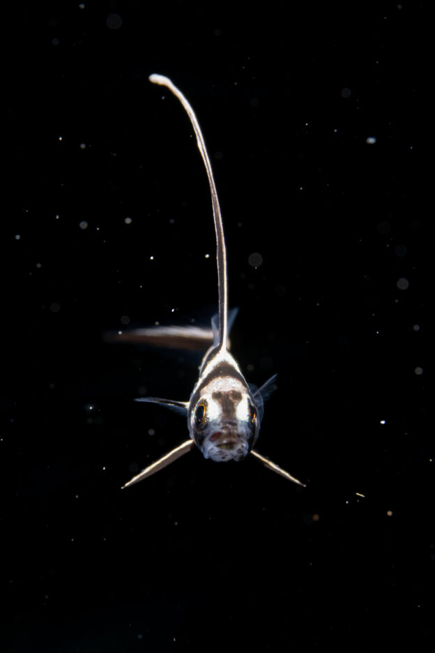 The Backscatter Digital Shootout: An Underwater Photographer’s Dream ...