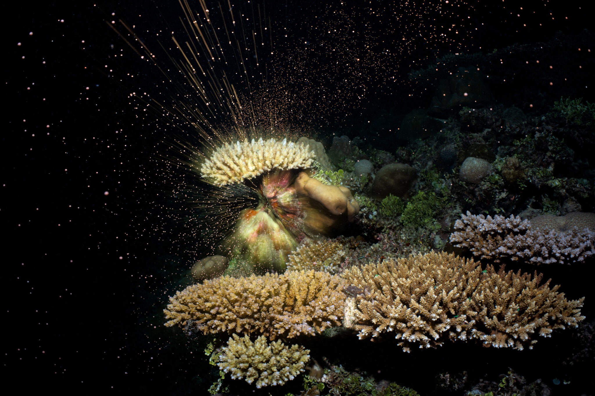 One Month in the Maldives: A Coral Wonderland and the Ultimate ...