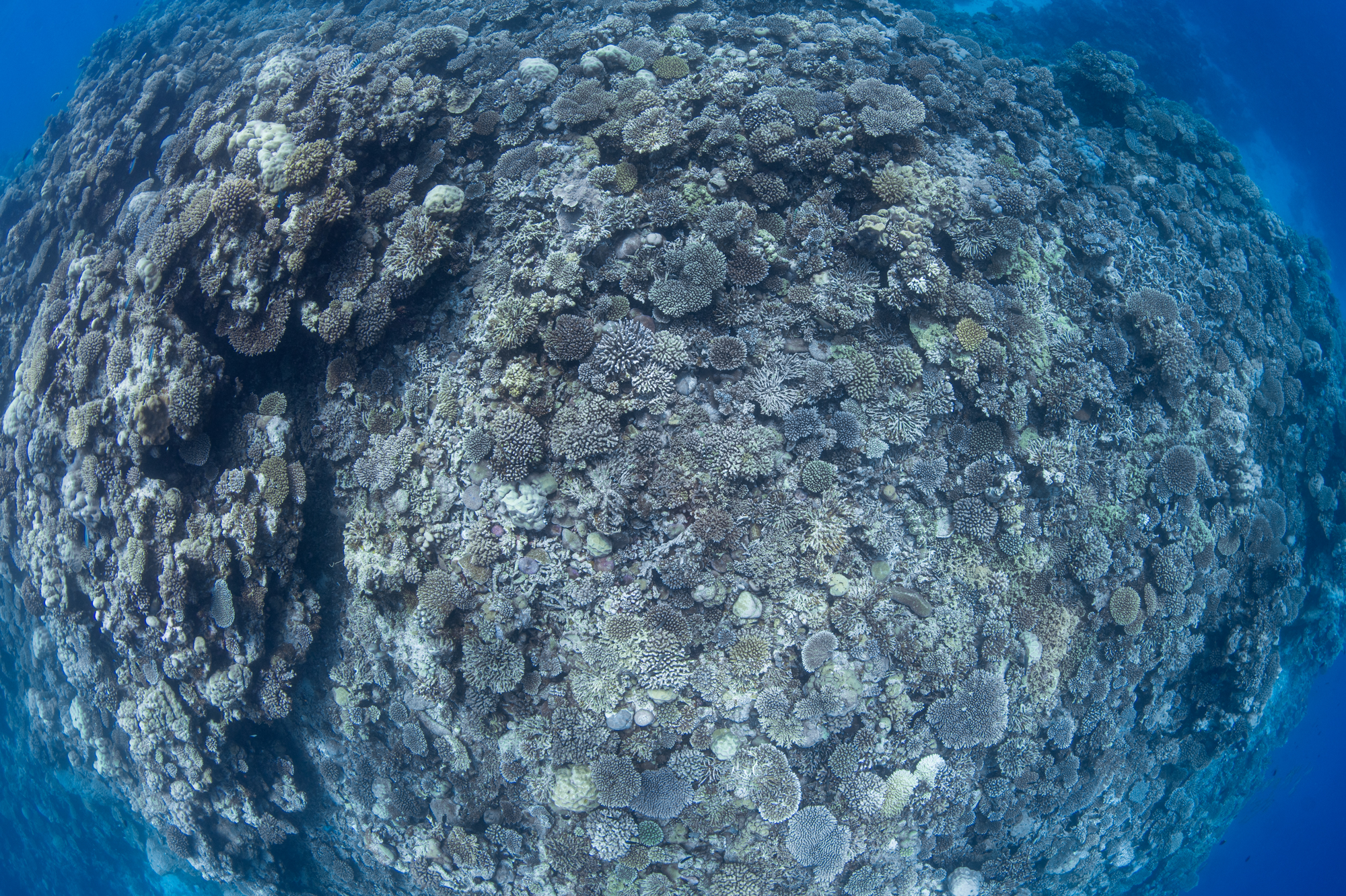 One Month in the Maldives: A Coral Wonderland and the Ultimate ...